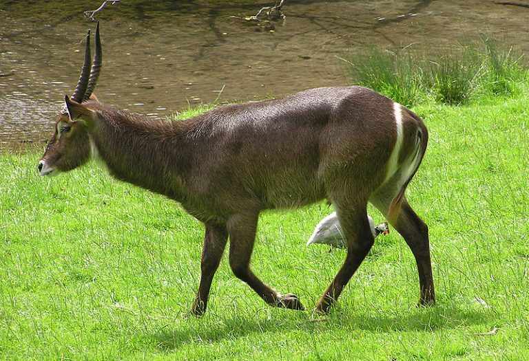 Waterbuck - Facts, Habitat, Diet, Life Cycle, Pictures