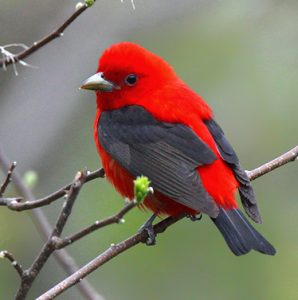 Scarlet Tanager - Facts, Habitat, Diet, Life Cycle, Pictures