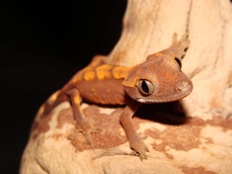 Crested Gecko (Rhacodactylus ciliatus) - Info, Facts, and Pictures