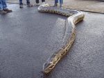Burmese Python - Facts, Habitat, Diet, Life Cycle, Pictures