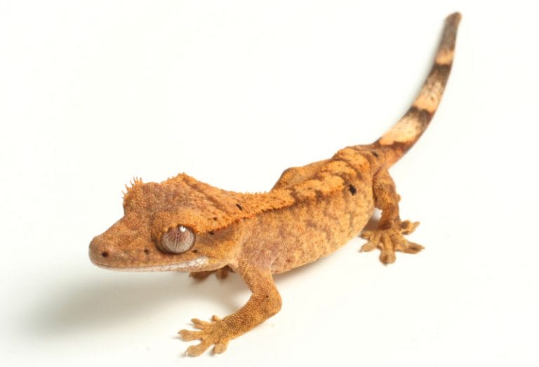 Crested Gecko (Rhacodactylus ciliatus) - Info, Facts, and Pictures