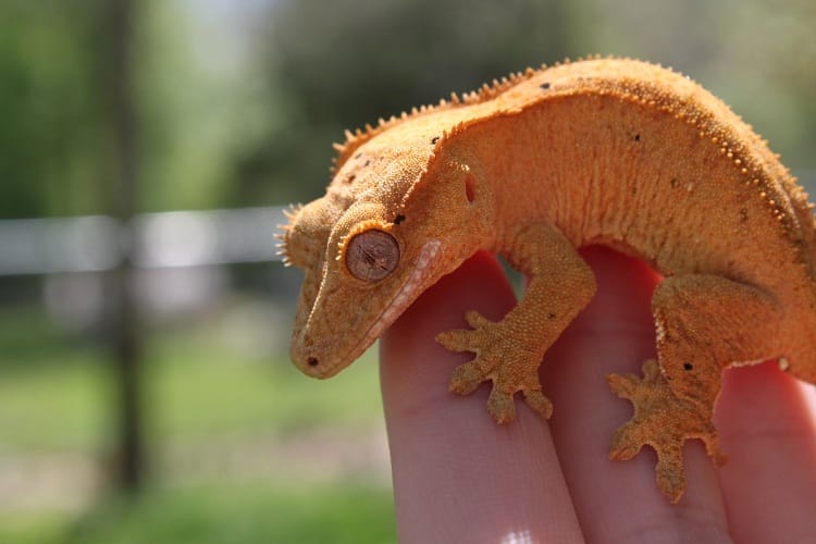 Crested Gecko Rhacodactylus Ciliatus Facts And Pictures