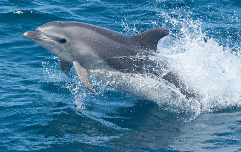 Bottlenose Dolphin - Facts, Habitat, Diet, Life Cycle, Pictures