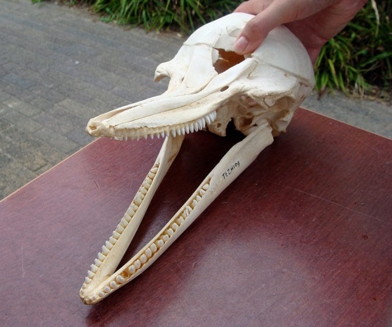 Bottlenose Dolphin - Facts, Habitat, Diet, Life Cycle, Pictures