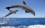 Bottlenose Dolphin - Facts, Habitat, Diet, Life Cycle, Pictures