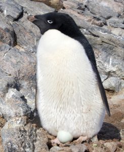 Adelie Penguin - Facts, Habitat, Diet, Pictures, and More