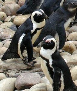 African Penguin - Facts, Size, Habitat, Lifespan, Pictures