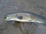 Bowfin Fish (Amia Calva) - Facts, Diet, Habitat, Predators, Pictures