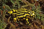 Corroboree Frog - Facts, Habitat, Diet, Life Cycle, Pictures