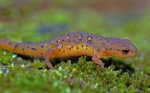 Eastern Newt - Facts, Habitat, Life Cycle, Pictures, and More