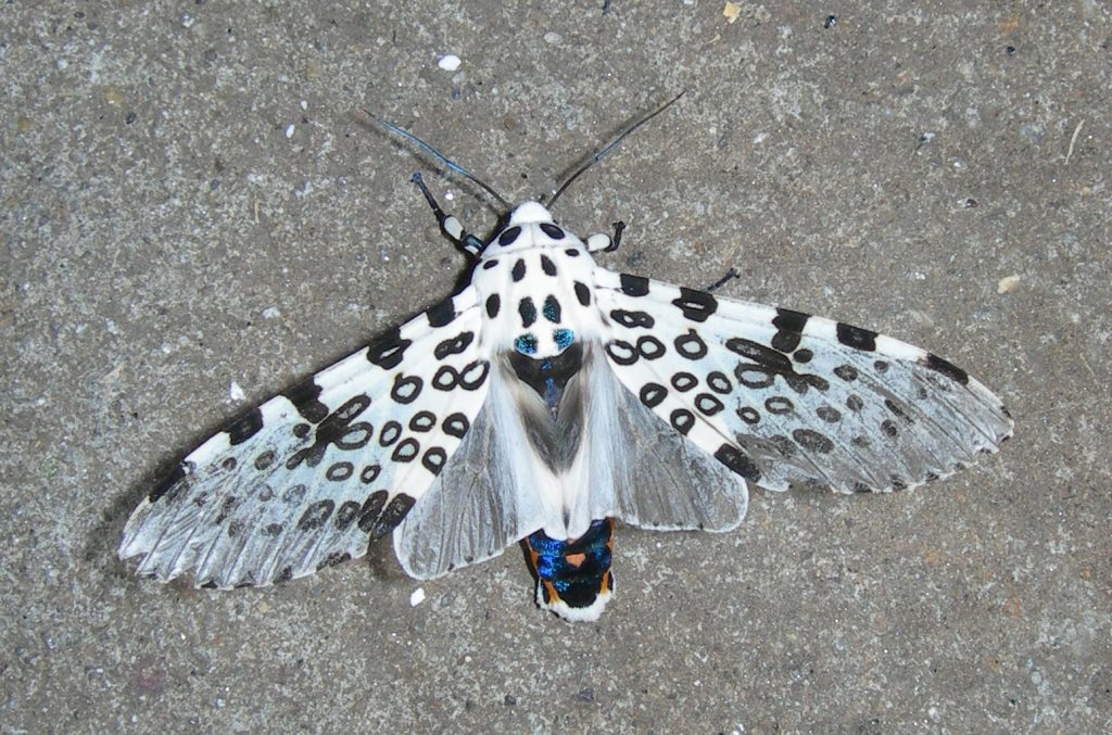 Giant Leopard Moth - Facts, Habitat, Diet, Life Cycle, Pictures