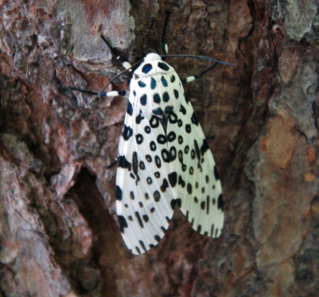 Giant Leopard Moth - Facts, Habitat, Diet, Life Cycle, Pictures