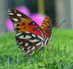 Gulf Fritillary - Facts, Size, Habitat, Diet, and Pictures