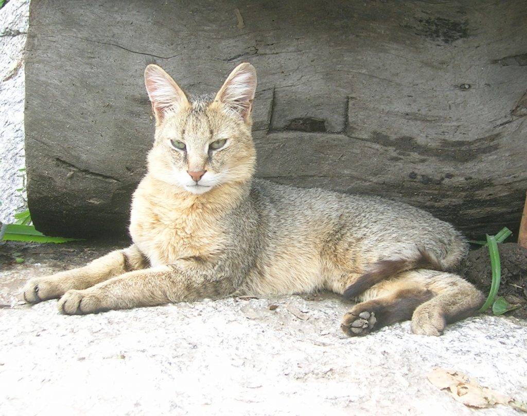 Jungle Cat - Facts, Characteristics, Habitat, Pictures, and More