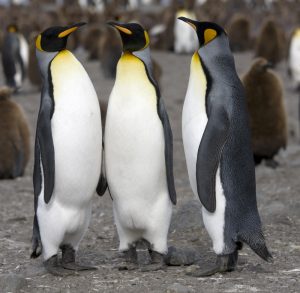 Macaroni Penguin - Facts, Habitat, Diet, Pictures, Videos