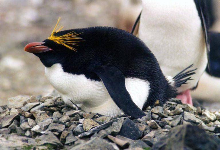 Macaroni Penguin - Facts, Habitat, Diet, Pictures, Videos