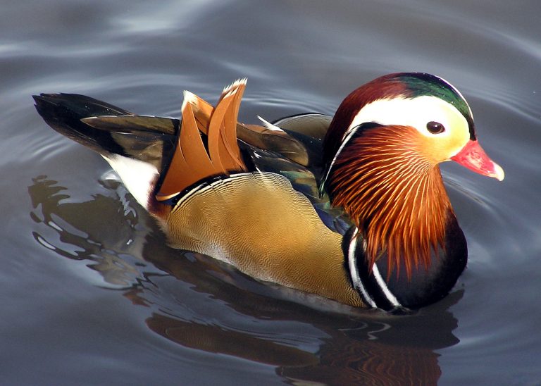 Mandarin Duck - Facts, Habitat, Pictures, and More