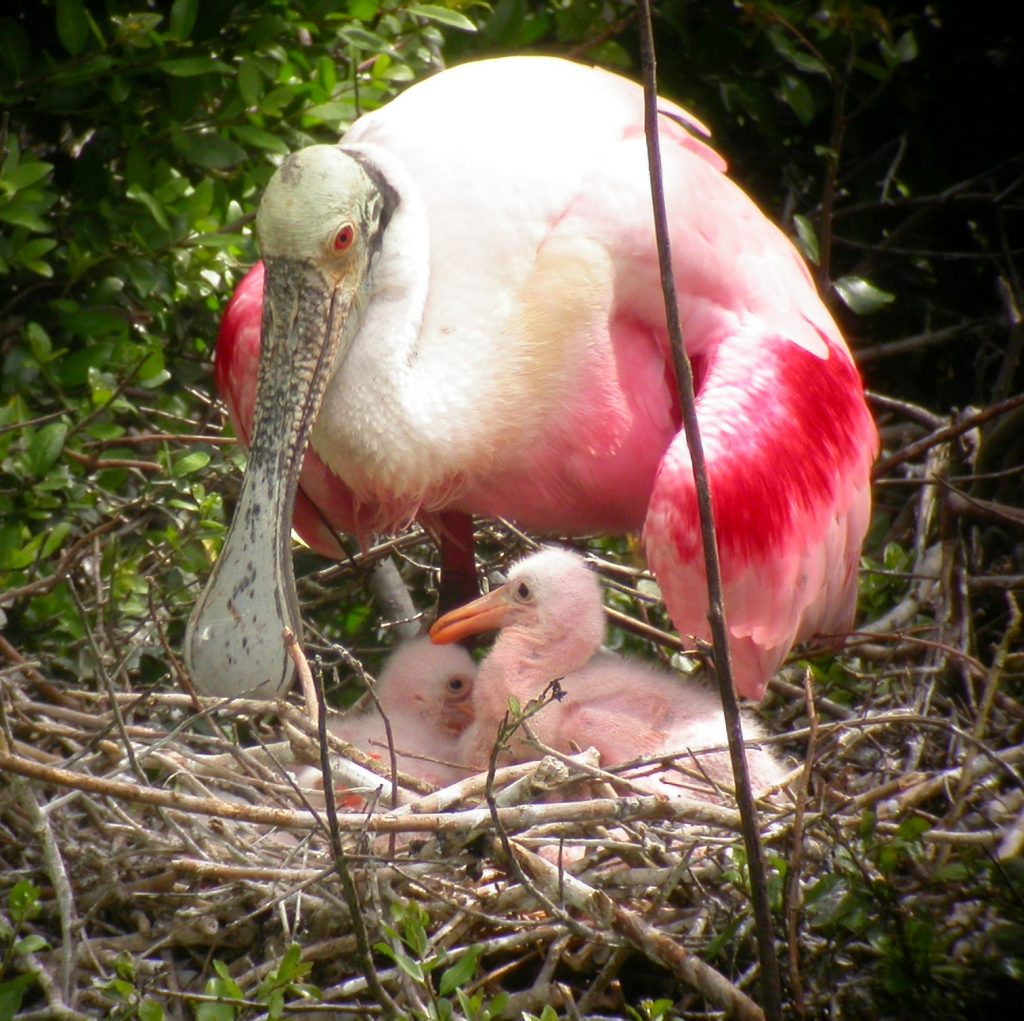 Roseate Spoonbill - Facts, Habitat, Life Cycle, Pictures, and More