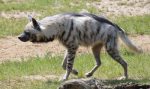 Striped Hyena - Facts, Habitat, Pictures, and More