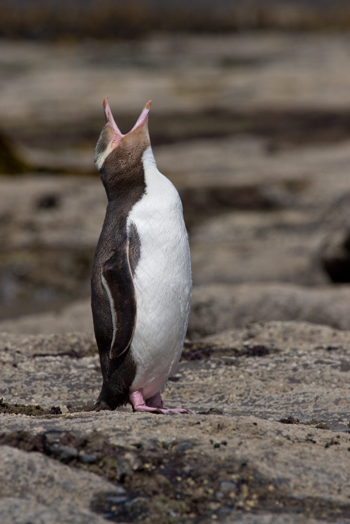 Yellow-Eyed Penguin - Facts, Habitat, Predators, Pictures