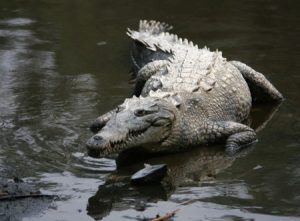 Nile Crocodile - Facts, Habitat, Diet, Life Cycle, Pictures, and More