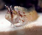 Blenny Fish - Facts, Size, Habitat, Diet, and Pictures