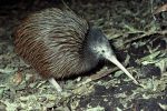 Brown Kiwi - Facts, Size, Habitat, Diet, and Pictures