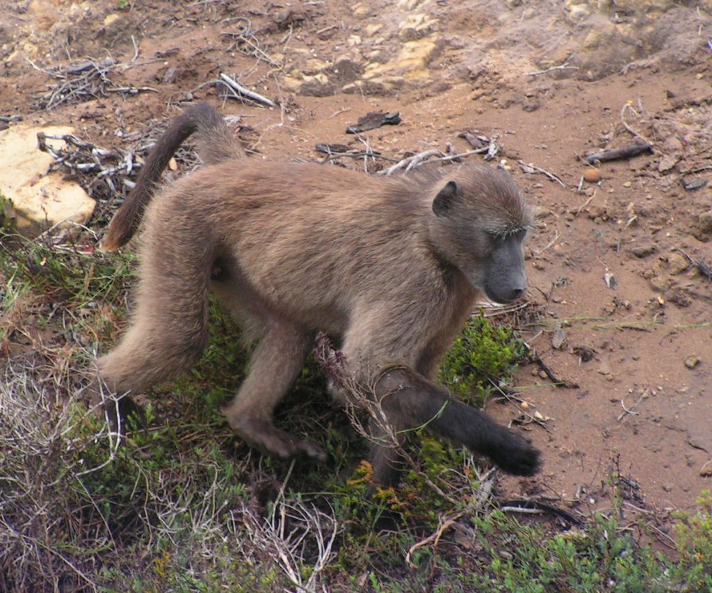 Chacma Baboon - Facts, Size, Habitat, Diet, and Pictures