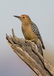 Gila Woodpecker - Facts, Habitat, Pictures, and More