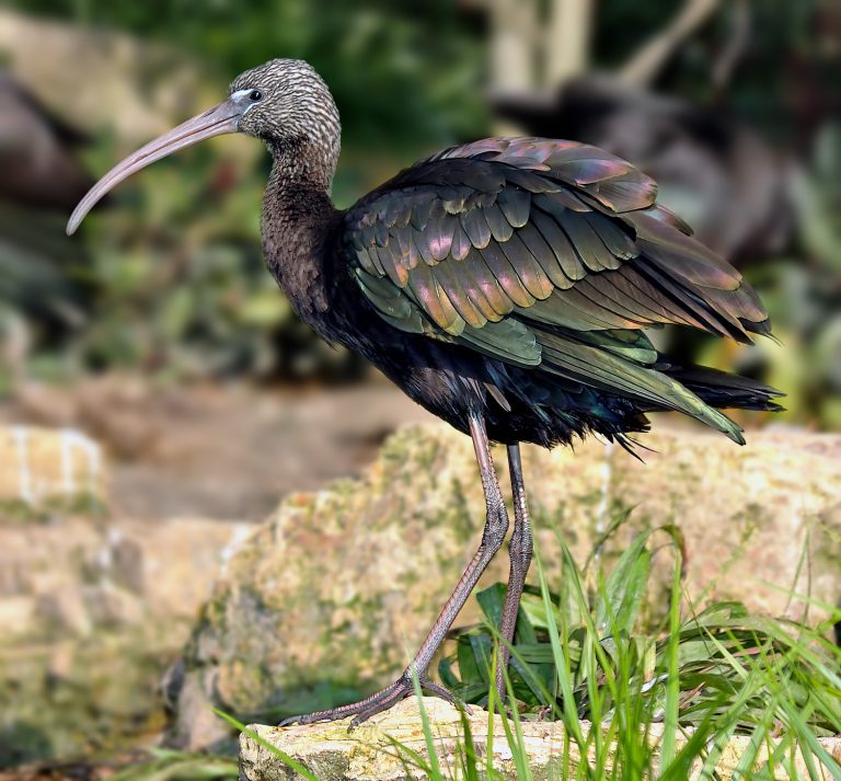 Glossy Ibis - Facts, Size, Habitat, Diet, and Pictures