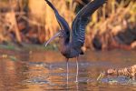 Glossy Ibis - Facts, Size, Habitat, Diet, and Pictures