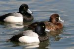 Greater Scaup - Facts, Size, Habitat, Diet, and Pictures