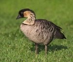 Hawaiian Goose - Facts, Size, Habitat, Diet, and Pictures