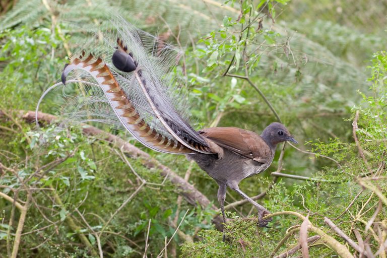 Lyre Bird - Facts, Size, Habitat, Diet, and Pictures