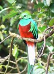Resplendent Quetzal - Facts, Size, Habitat, Diet, and Pictures
