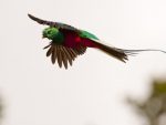 Resplendent Quetzal - Facts, Size, Habitat, Diet, and Pictures