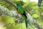 Resplendent Quetzal - Facts, Size, Habitat, Diet, and Pictures