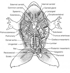 Circulatory System Of A Frog
