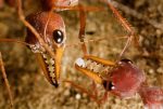 Bulldog Ant (Myrmecia) - Facts, Description, Pictures, and More