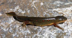 Newt - Facts, Habitat, Life Cycle, Adaptations and Pictures