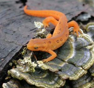 Newt - Facts, Habitat, Life Cycle, Adaptations and Pictures