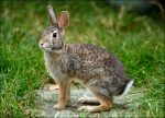 Rabbit - Facts, Description, Food Habits, Pet Care, and Pictures