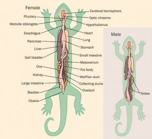 Salamander - Facts, Habitat, Life Cycle, Diet, and Pictures
