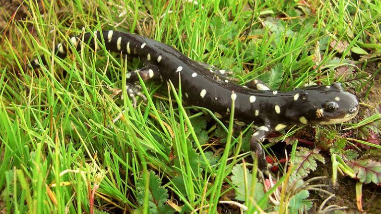 Salamander - Facts, Habitat, Life Cycle, Diet, and Pictures