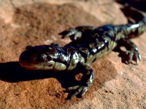 Salamander - Facts, Habitat, Life Cycle, Diet, and Pictures