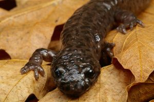Salamander - Facts, Habitat, Life Cycle, Diet, and Pictures