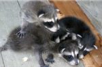 Raccoon - Facts, Diet, Habitat, As Pets, Predators, Pictures