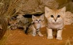 Sand Cat - Facts, Diet, Adaptations, Predators, Pictures