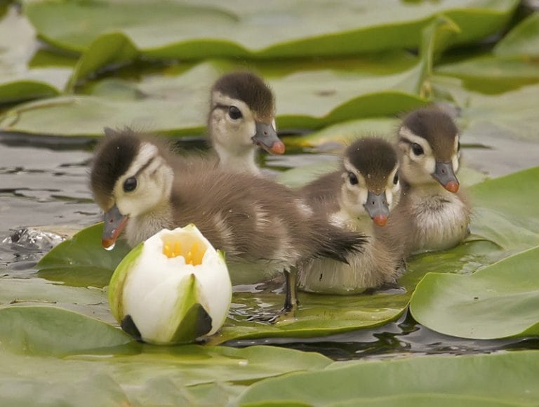 Wood Duck - Facts, Habitat, Diet, Call, Migration, Pictures