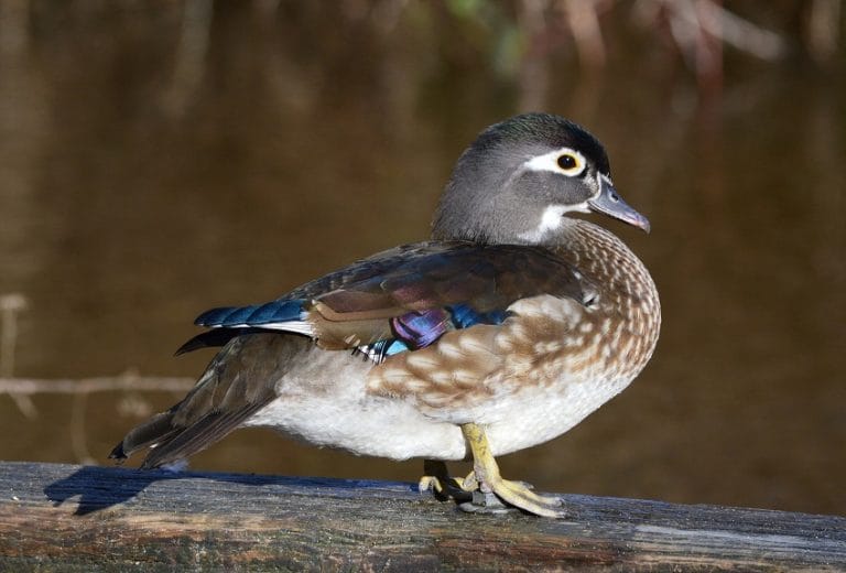 Wood Duck - Facts, Habitat, Diet, Call, Migration, Pictures
